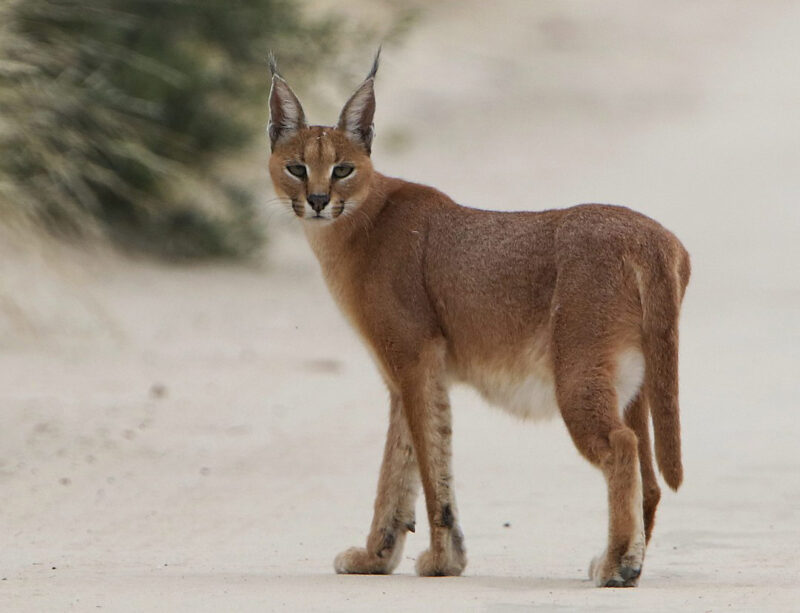 【なんで】カラカルの正式名称は「カラカル カラカル」 | もふもふポウズ