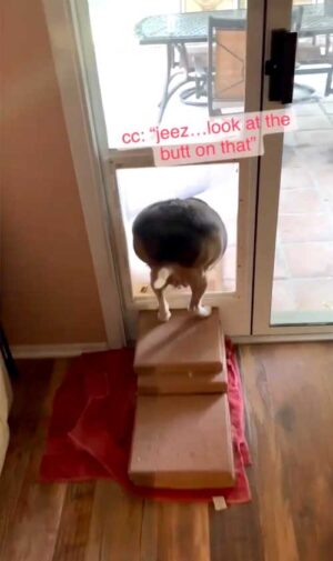 【28Kg減！】太っちょなビーグル犬がダイエットに成功してスリムボディーに！ | もふもふポウズ