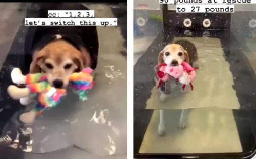 【28Kg減！】太っちょなビーグル犬がダイエットに成功してスリムボディーに！ | もふもふポウズ